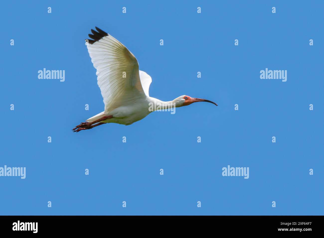 American white ibis (Eudocimus albus / Scolopax alba) adult in flight ...
