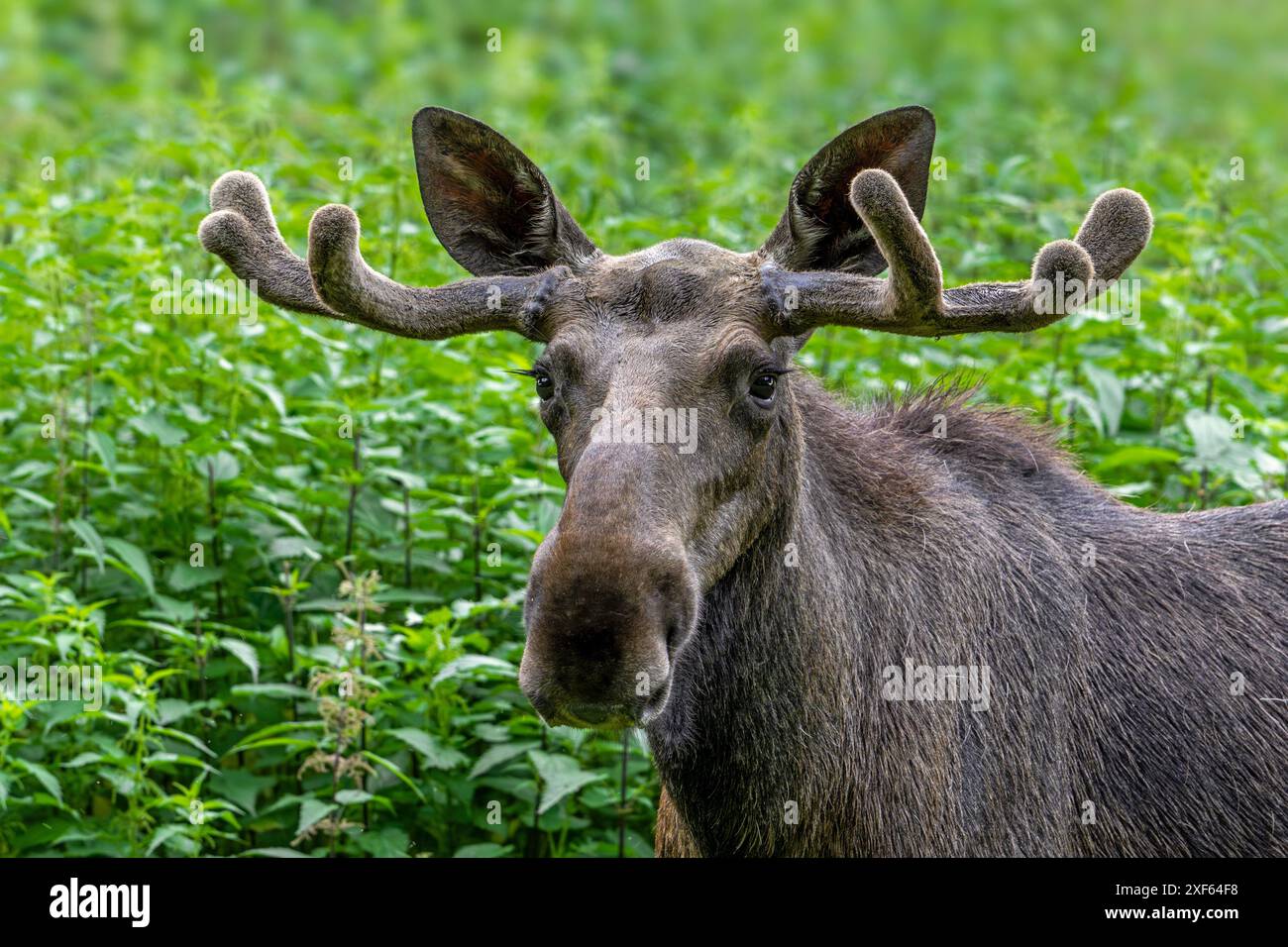 Moose / elk (Alces alces) close-up portrait of bull / male with small ...