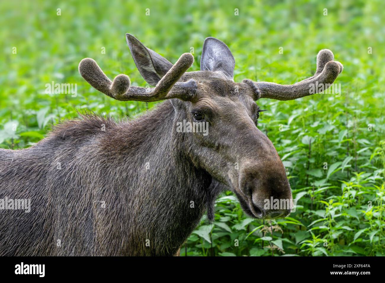 Moose / elk (Alces alces) close-up portrait of bull / male with small ...