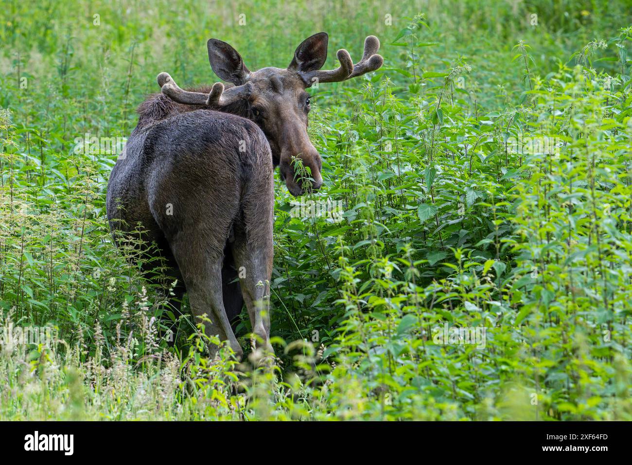 Moose / elk (Alces alces) bull / male with small antlers covered in ...