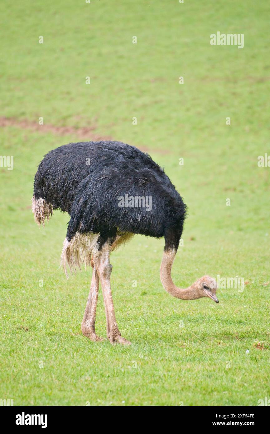 Common Ostrich - Struthio camelus is a species of flightless bird ...