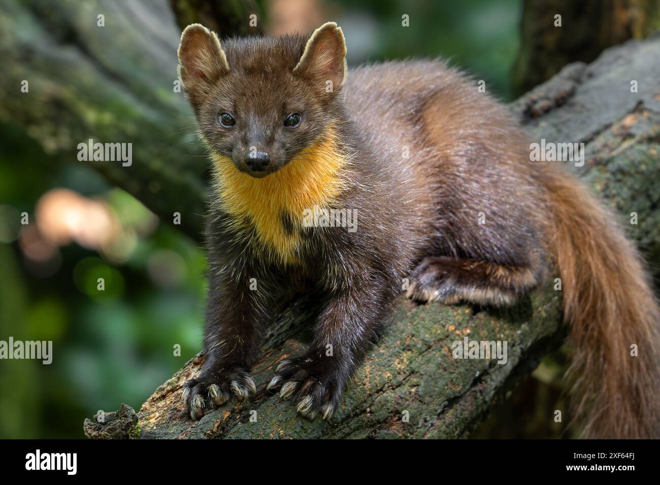 Semiretractable hi-res stock photography and images - Alamy