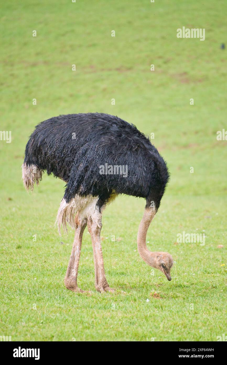 Common Ostrich - Struthio camelus is a species of flightless bird ...