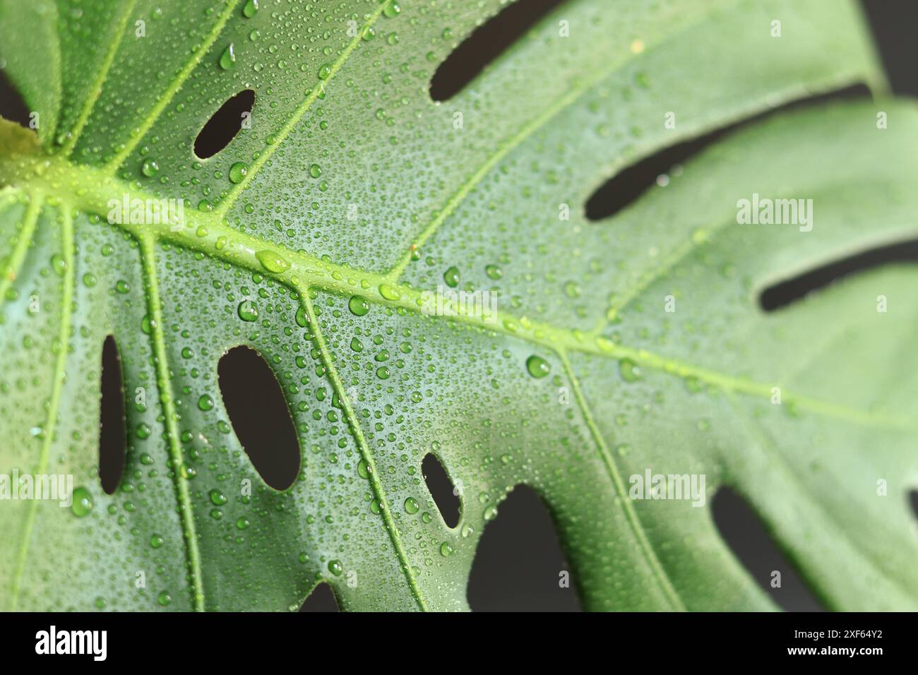 Monstera leaf on a dark background, close-up. Green monstera leaf with ...