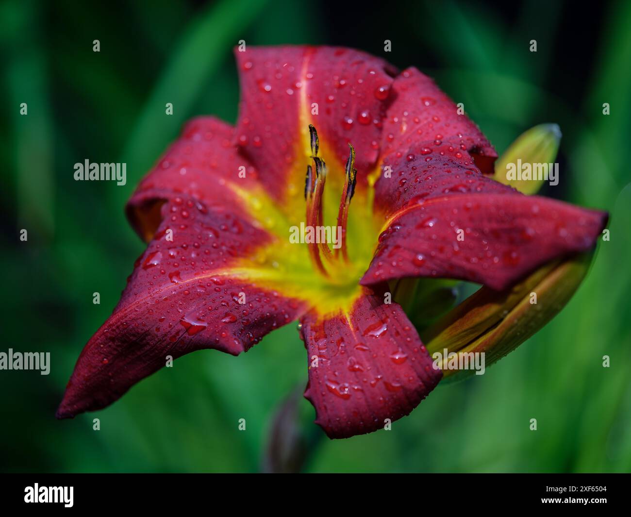 Lush red colorful day lily flower close up Stock Photo - Alamy