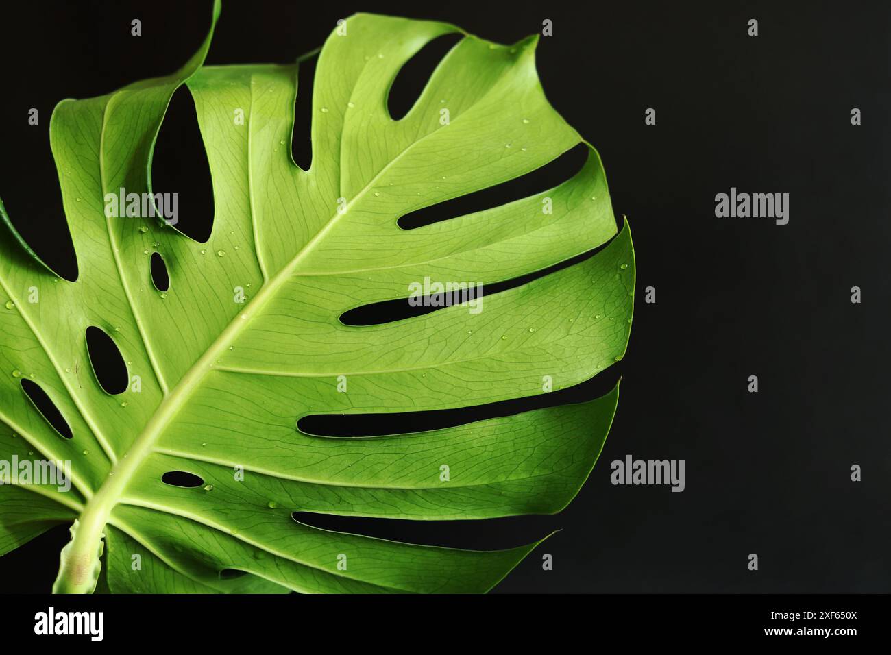 Monstera leaf on a dark background, close-up. Green monstera leaf with ...