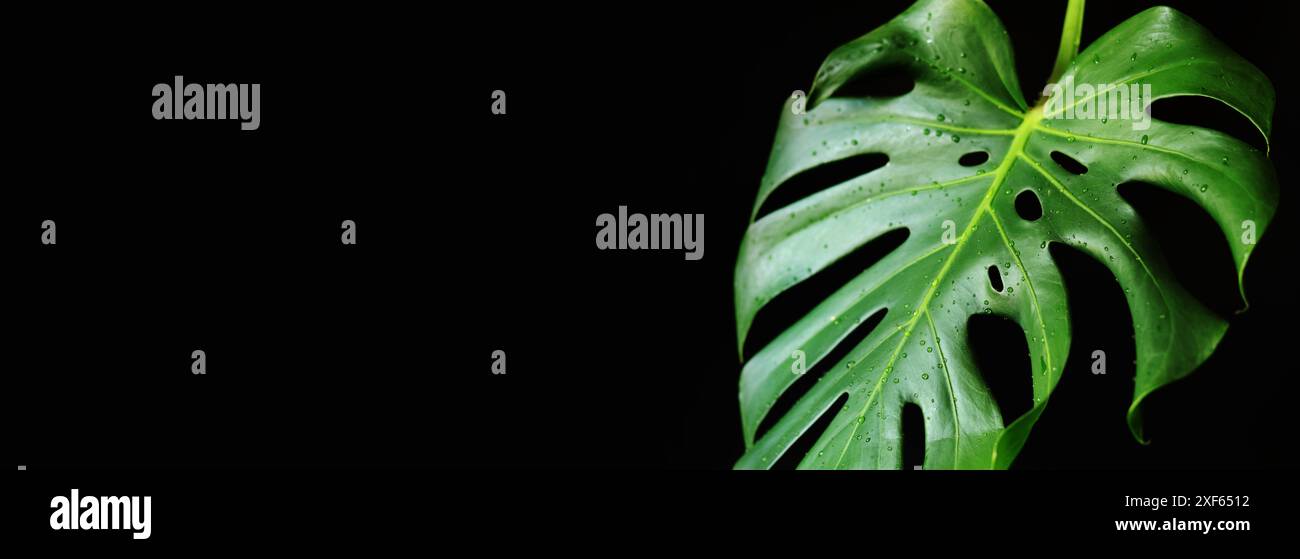 Monstera leaf on a dark background, close-up. Green monstera leaf with ...