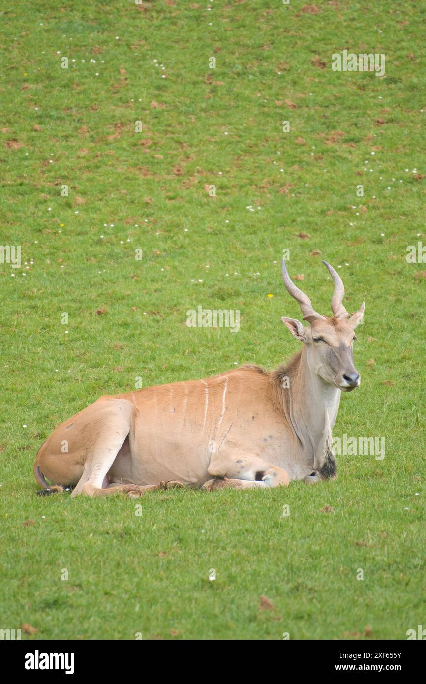 Ugandan kob antelope free ranging the African savanna Stock Photo - Alamy