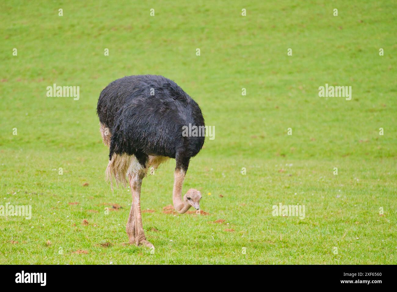 Common Ostrich - Struthio camelus is a species of flightless bird ...
