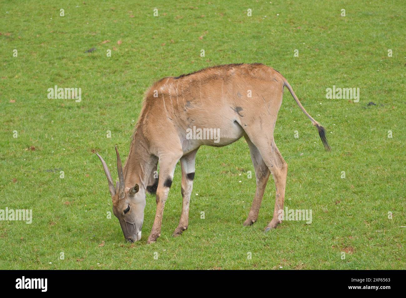 Ugandan kob antelope free ranging the African savanna Stock Photo - Alamy