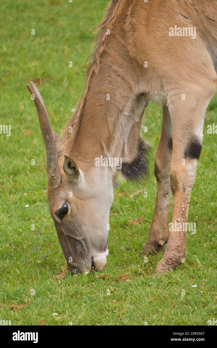 Ugandan kob antelope free ranging the African savanna Stock Photo - Alamy