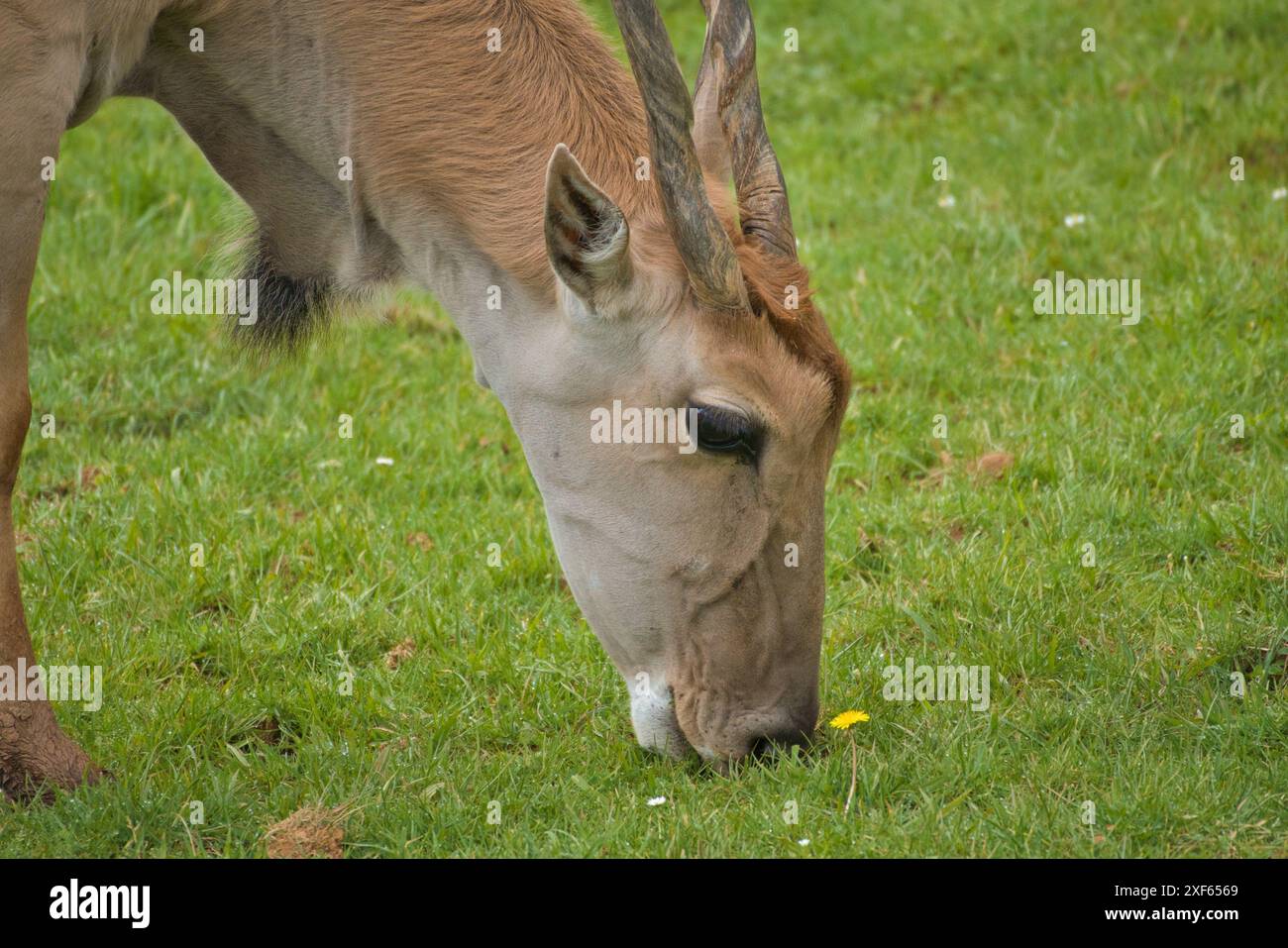 Ugandan kob antelope free ranging the African savanna Stock Photo - Alamy