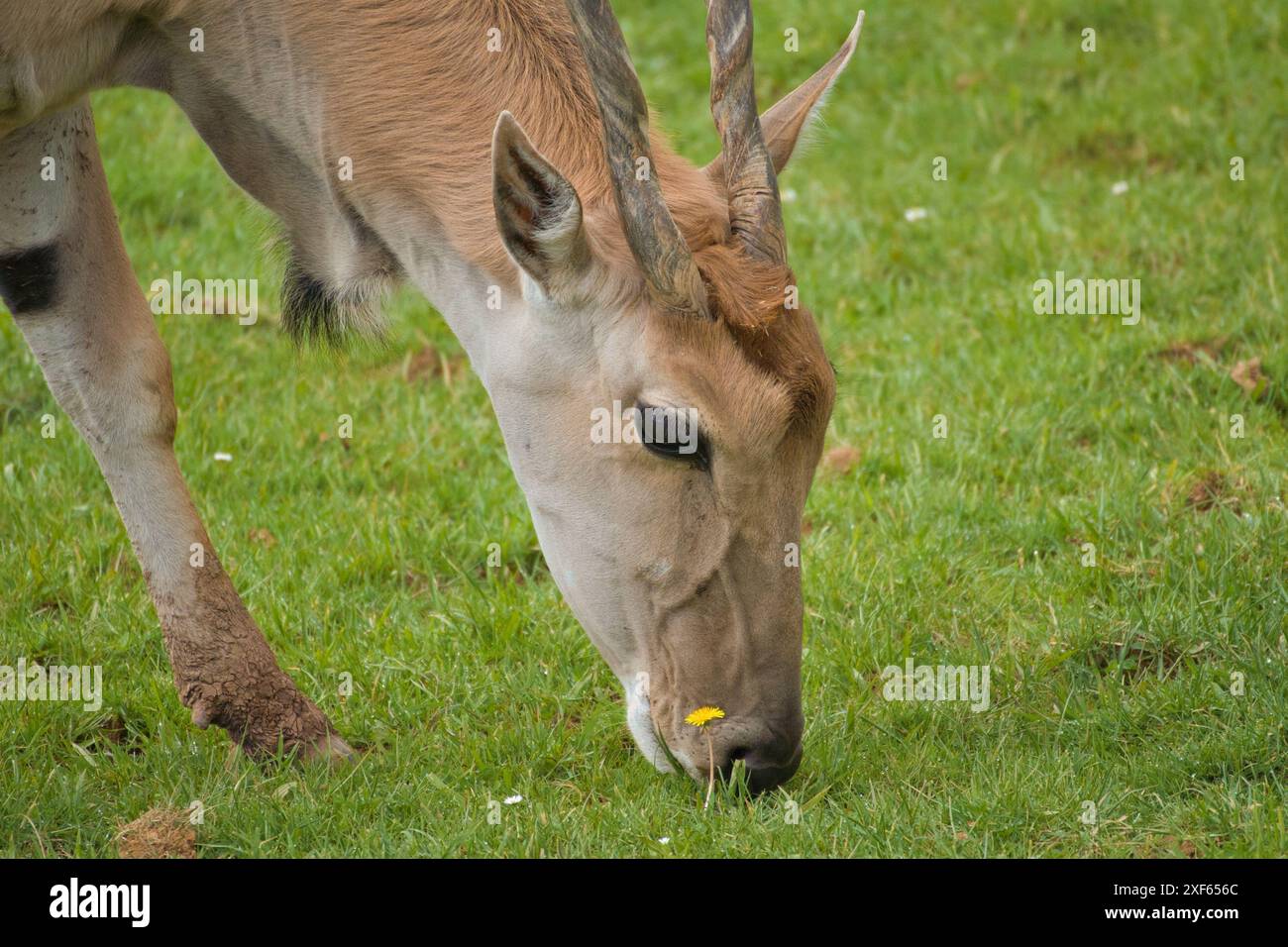 Ugandan kob antelope free ranging the African savanna Stock Photo - Alamy