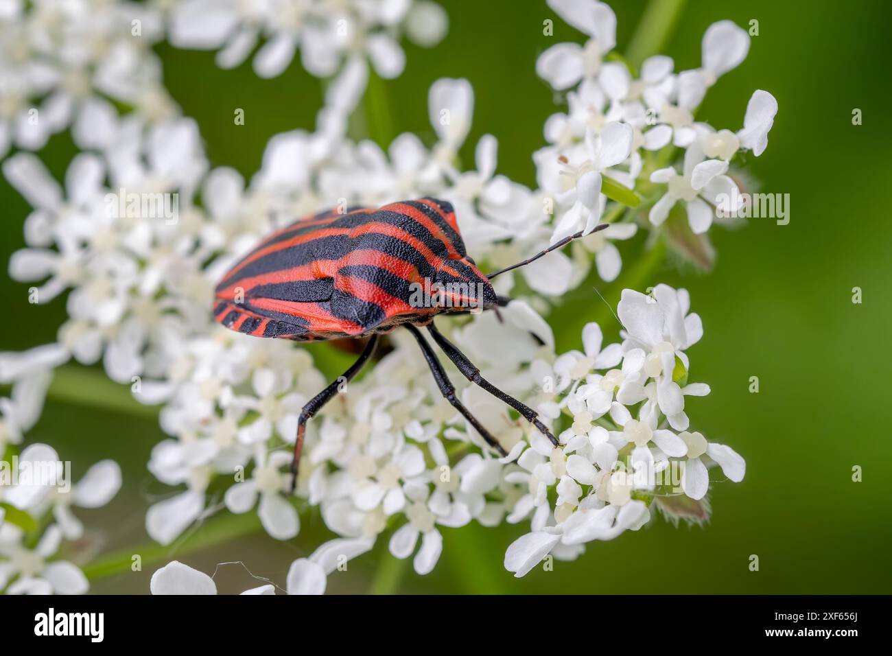 Italian striped bug - Graphosoma italicum, beautiful colored bug from ...