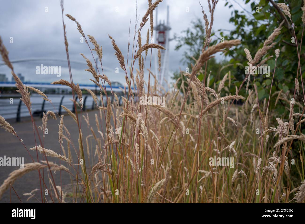 Tall grass sways by a riverside walkway with an overcast sky and ...