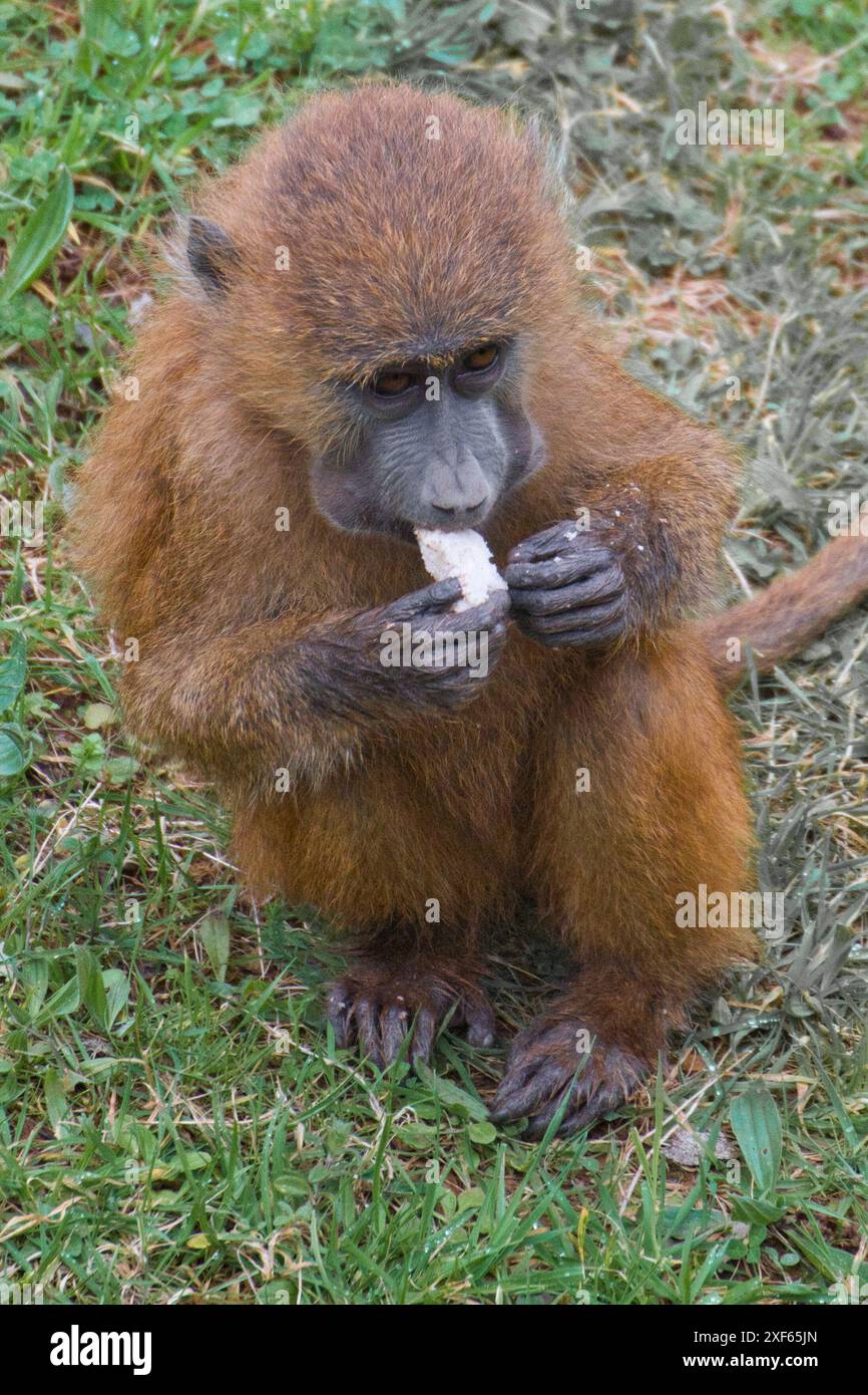 Baby Black Howler Monkey (Alouatta caraya Stock Photo - Alamy