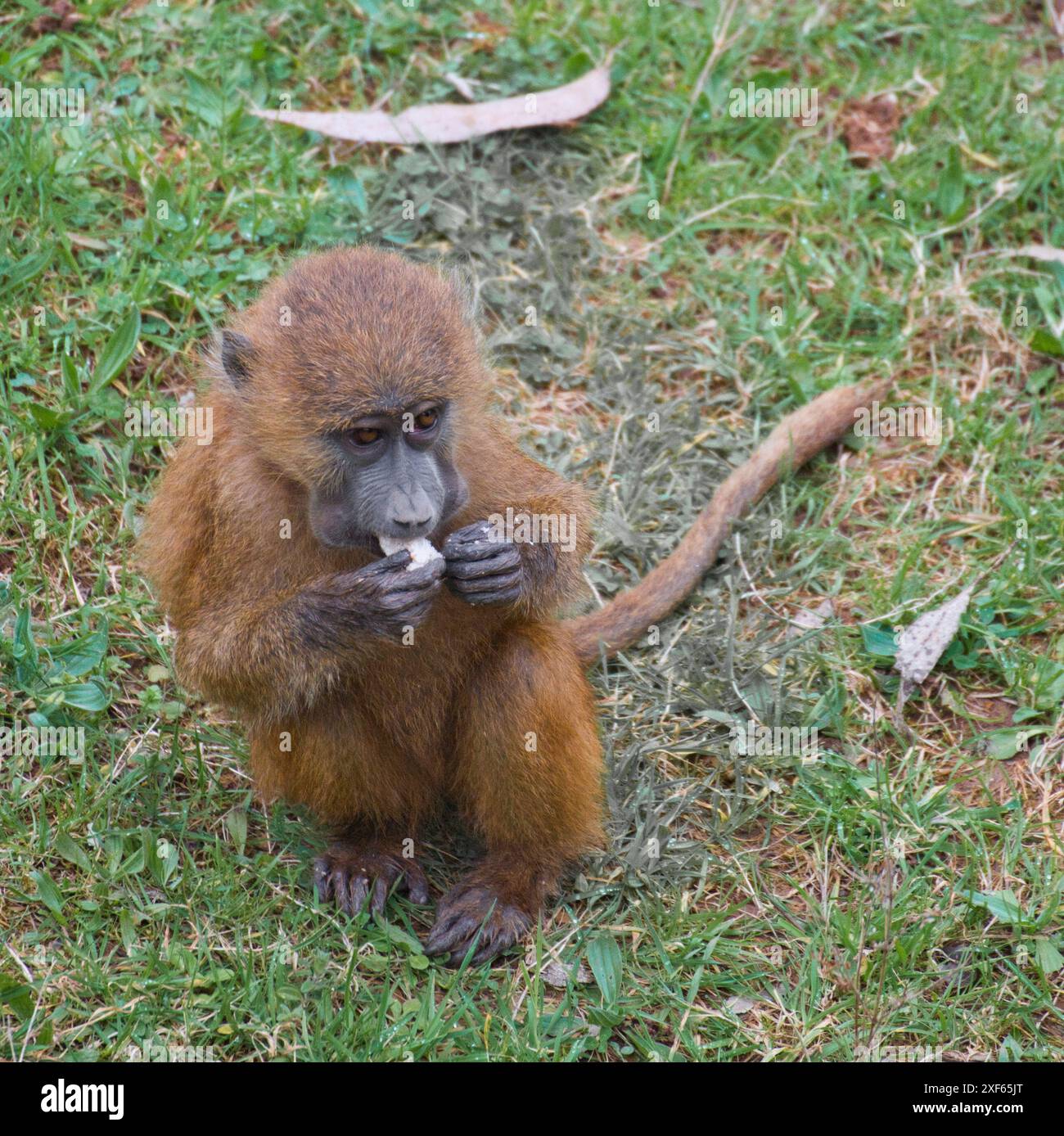 Baby Black Howler Monkey (Alouatta caraya Stock Photo - Alamy