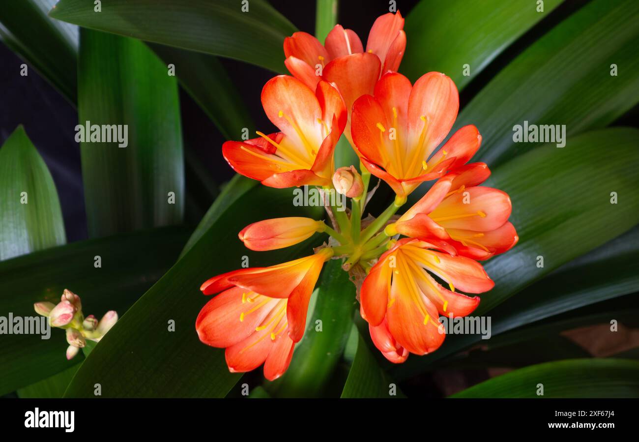 Detail of red Hybrid Clivia (cyrtanthiflora) flower with yellow pistils ...