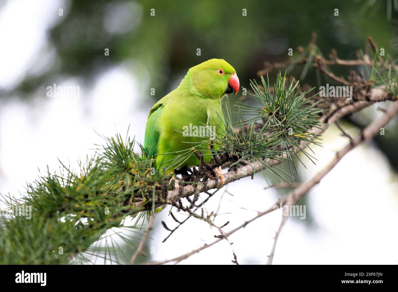 Female ring necked Parakeet in Greenwich Park, London Stock Photo - Alamy