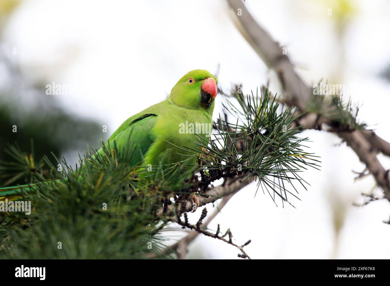 Female ring necked Parakeet in Greenwich Park, London Stock Photo - Alamy