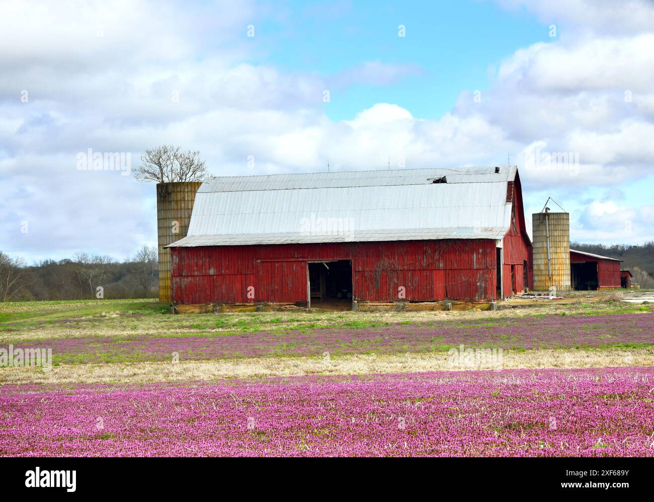 Red, wooden barn, with tin roof, sits in a field of purple wildflowers ...
