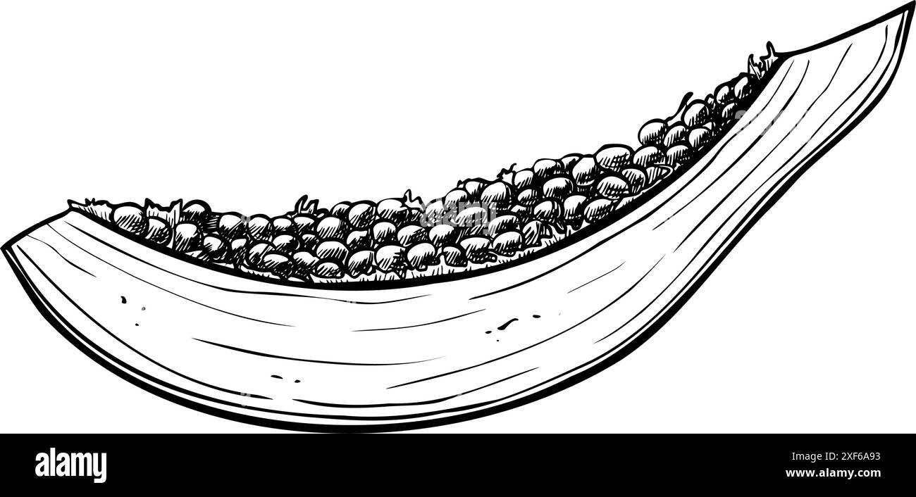Slice of Papaya Fruit. Vector illustration of exotic tropical Plant on ...