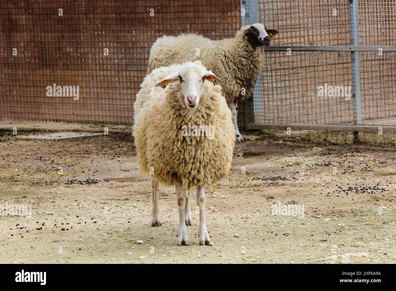 Two sheep in park hi-res stock photography and images - Alamy