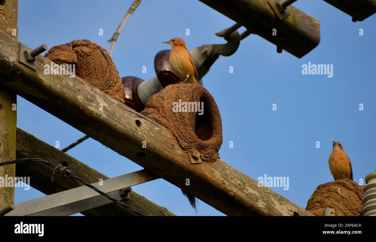 Power network with nests made of clay by the bird known in Brazil as ...
