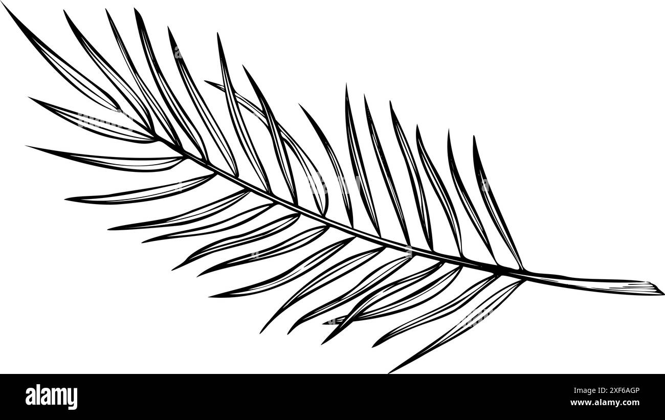 Coconut Leaf Drawing Easy With Pencil