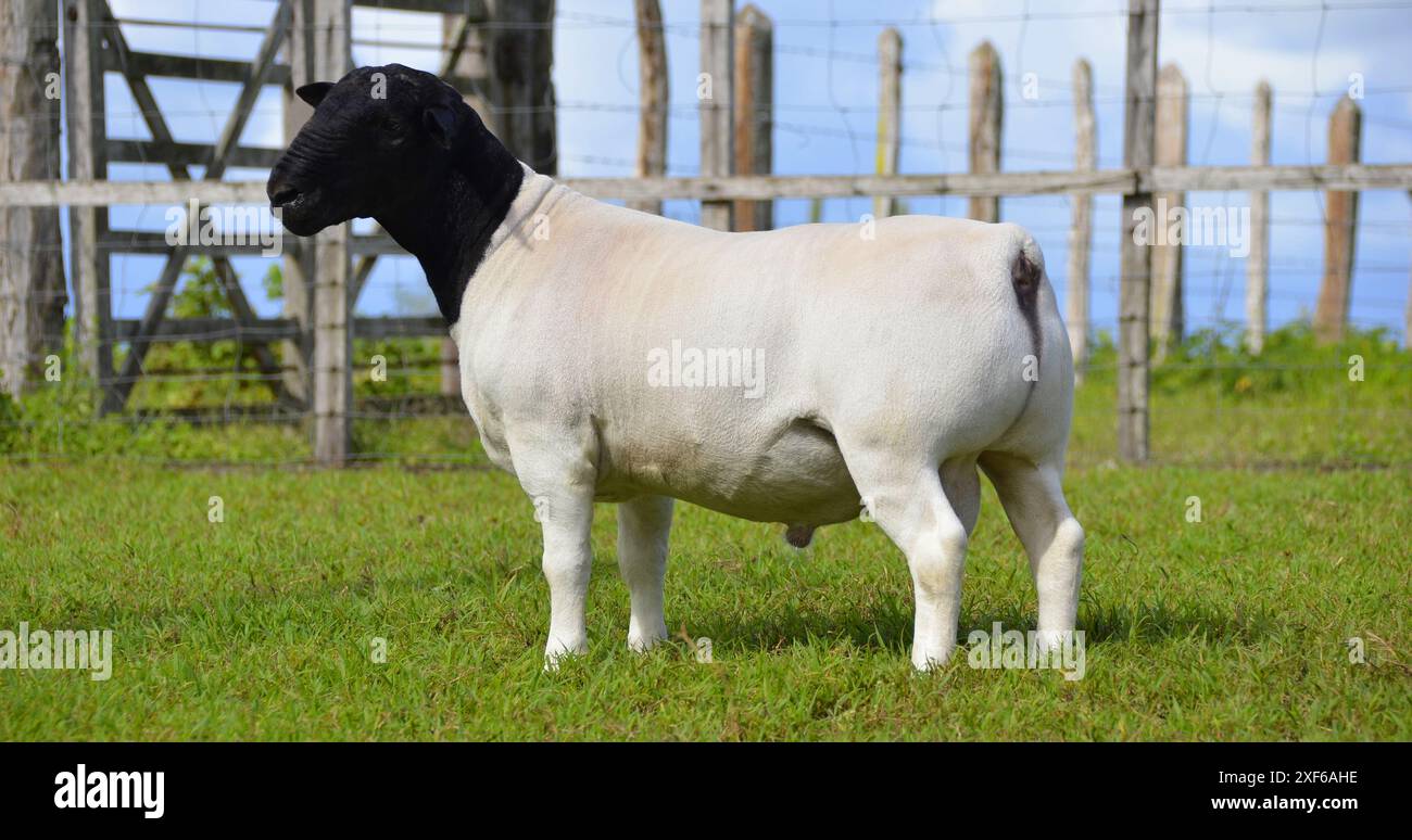 Male dorper ram very awarded in Brazil. The Dorper is a breed developed ...