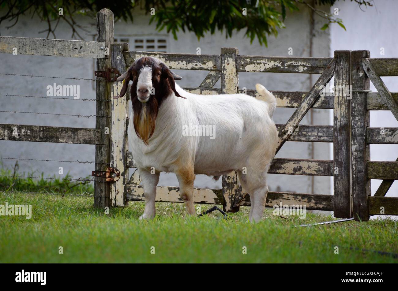 Boer farm in south africa hi-res stock photography and images - Alamy