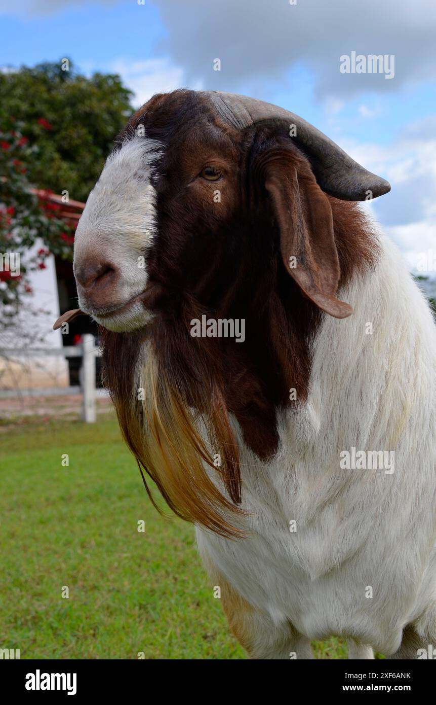 Profile of a boer goat on the farm Stock Photo - Alamy
