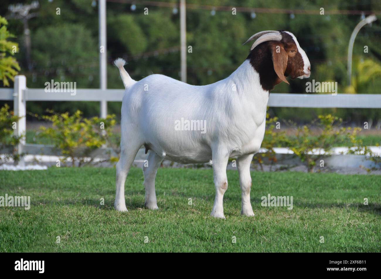 Boer female goat very awarded in Brazil. The Boer is a breed developed ...