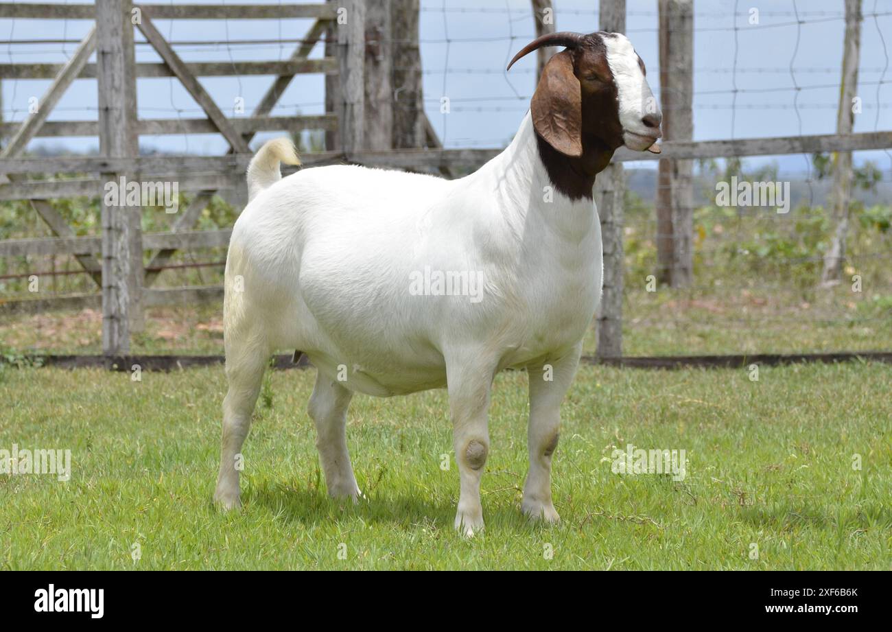 Boer female goat very awarded in Brazil. The Boer is a breed developed ...