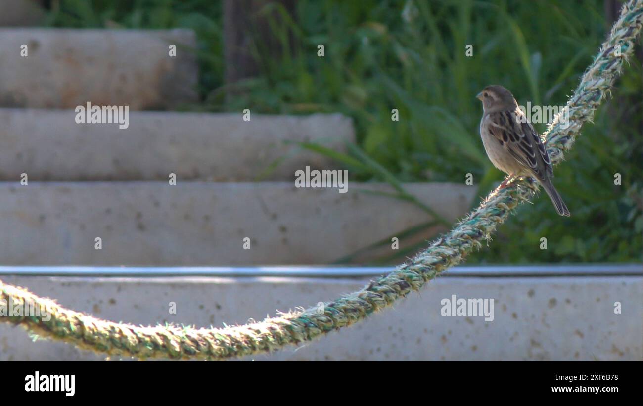 Sparrow on rope hi-res stock photography and images - Alamy