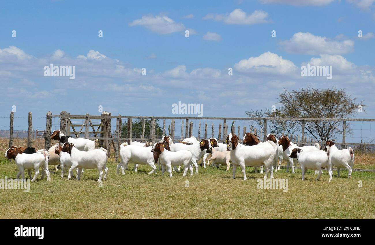 A group of great Boer goat grazing on the farm's green pastures Stock ...