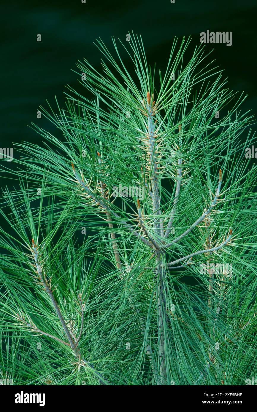 Gray pine (Pinus sabiniana) needles, Trinity Wild and Scenic River ...