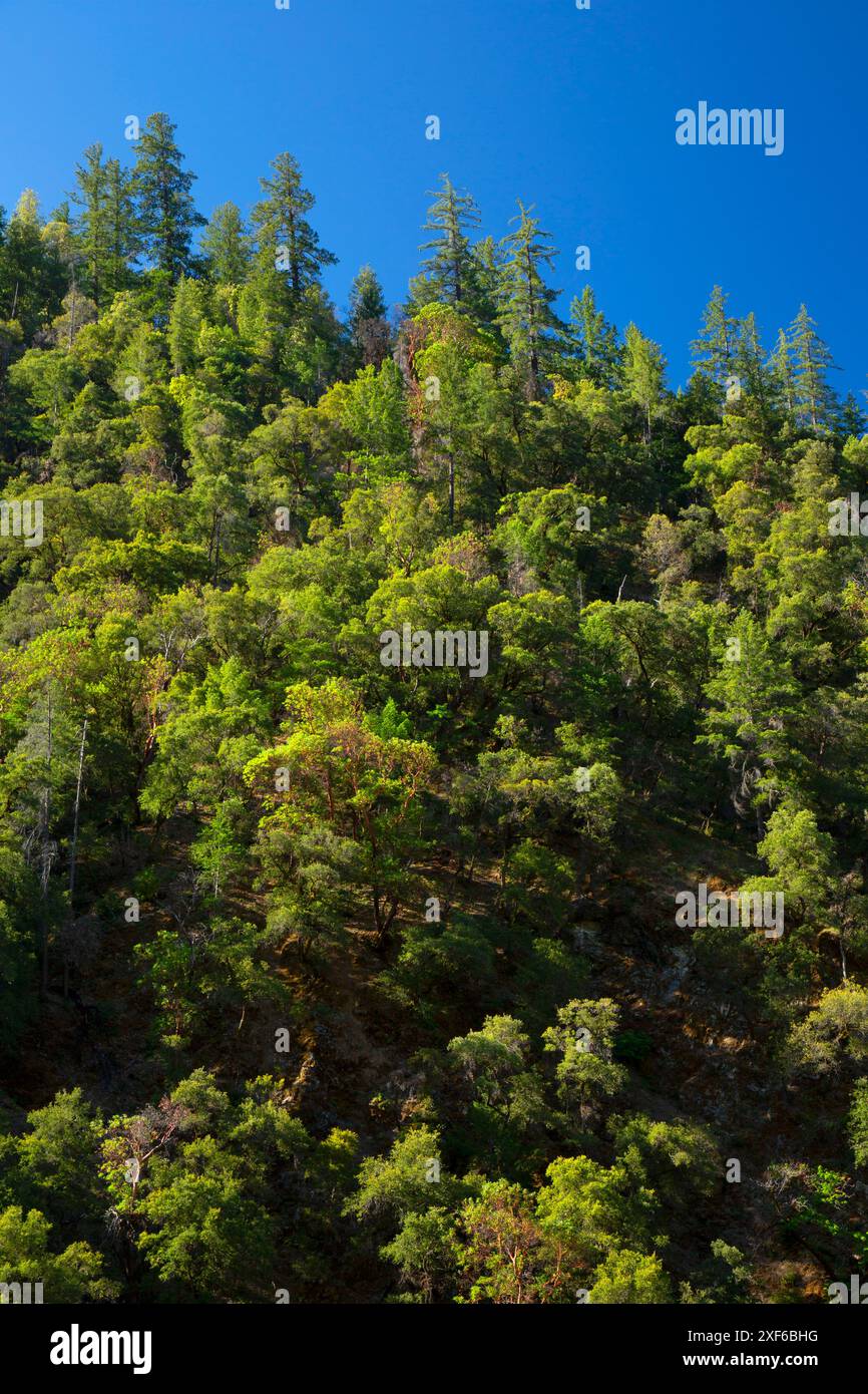 Forest above Trinity River, Trinity Wild and Scenic River, Shasta ...