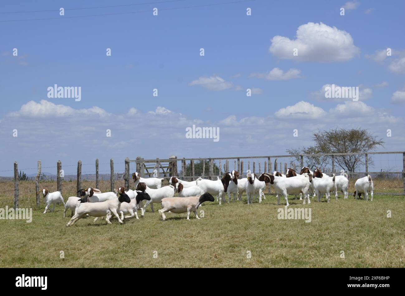 A group of great Boer goat grazing on the farm's green pastures Stock ...