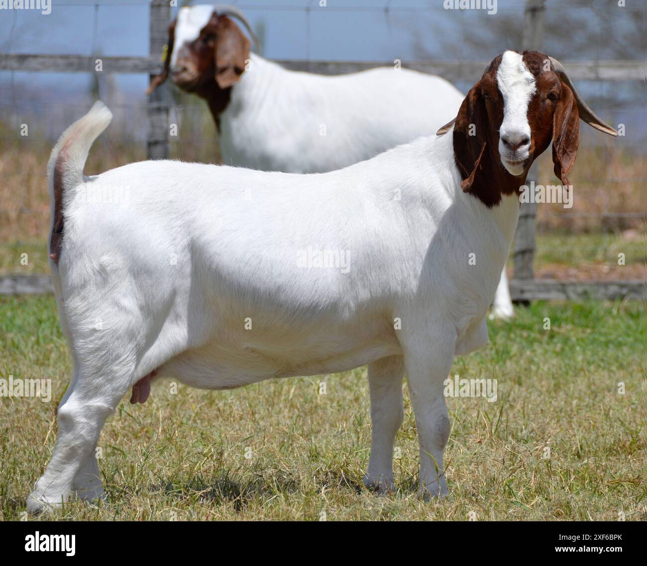 Beautiful female Boer Goats on the farm Stock Photo - Alamy