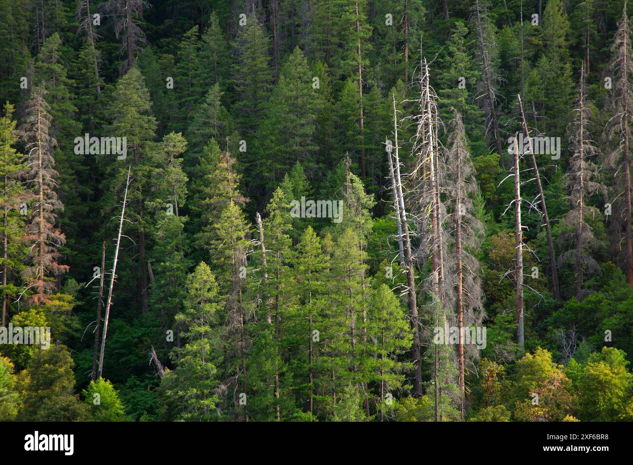 Scott River canyon forest, Klamath Wild and Scenic River, Klamath ...