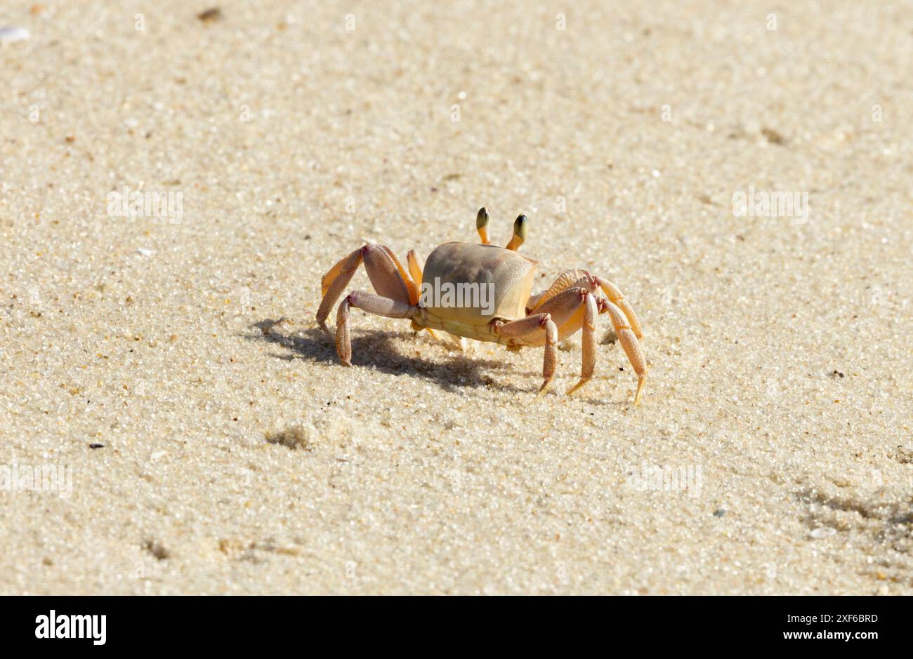 Ghost Crabs are very active scurrying across the sandy beaches of the ...