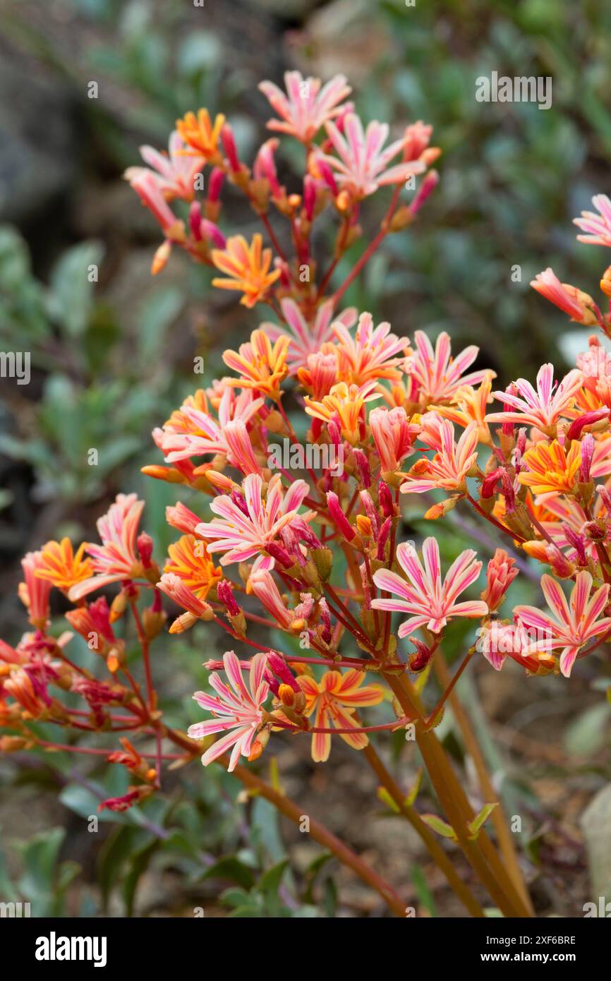 Siskiyou lewisia (Lewisia cotyledon) along Pacific Crest National ...