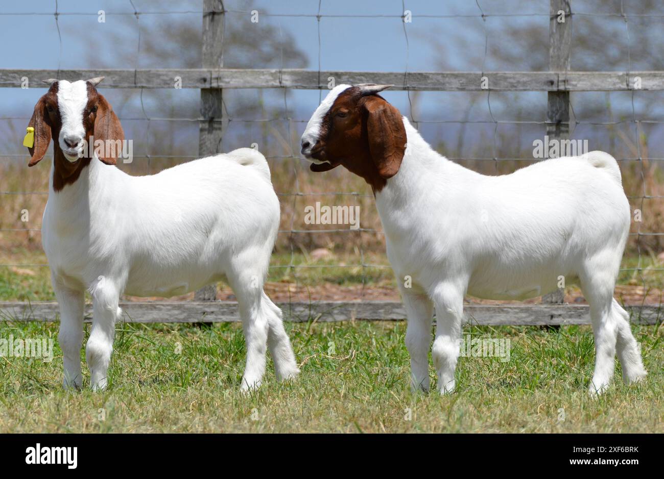 Young female boer goats on the farm Stock Photo - Alamy