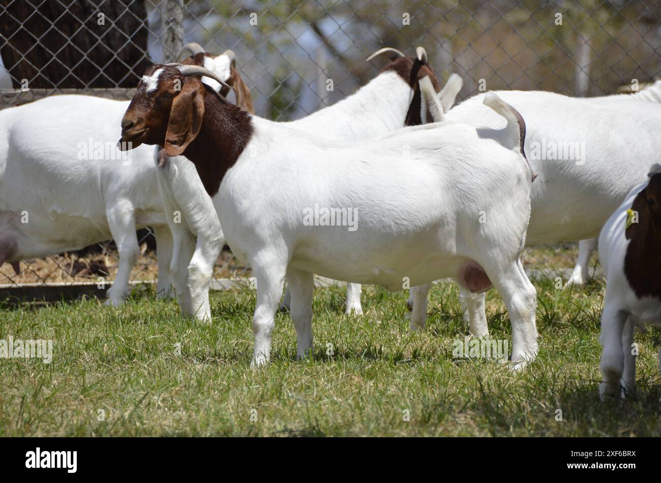 Beautiful female Boer Goats on the farm Stock Photo - Alamy