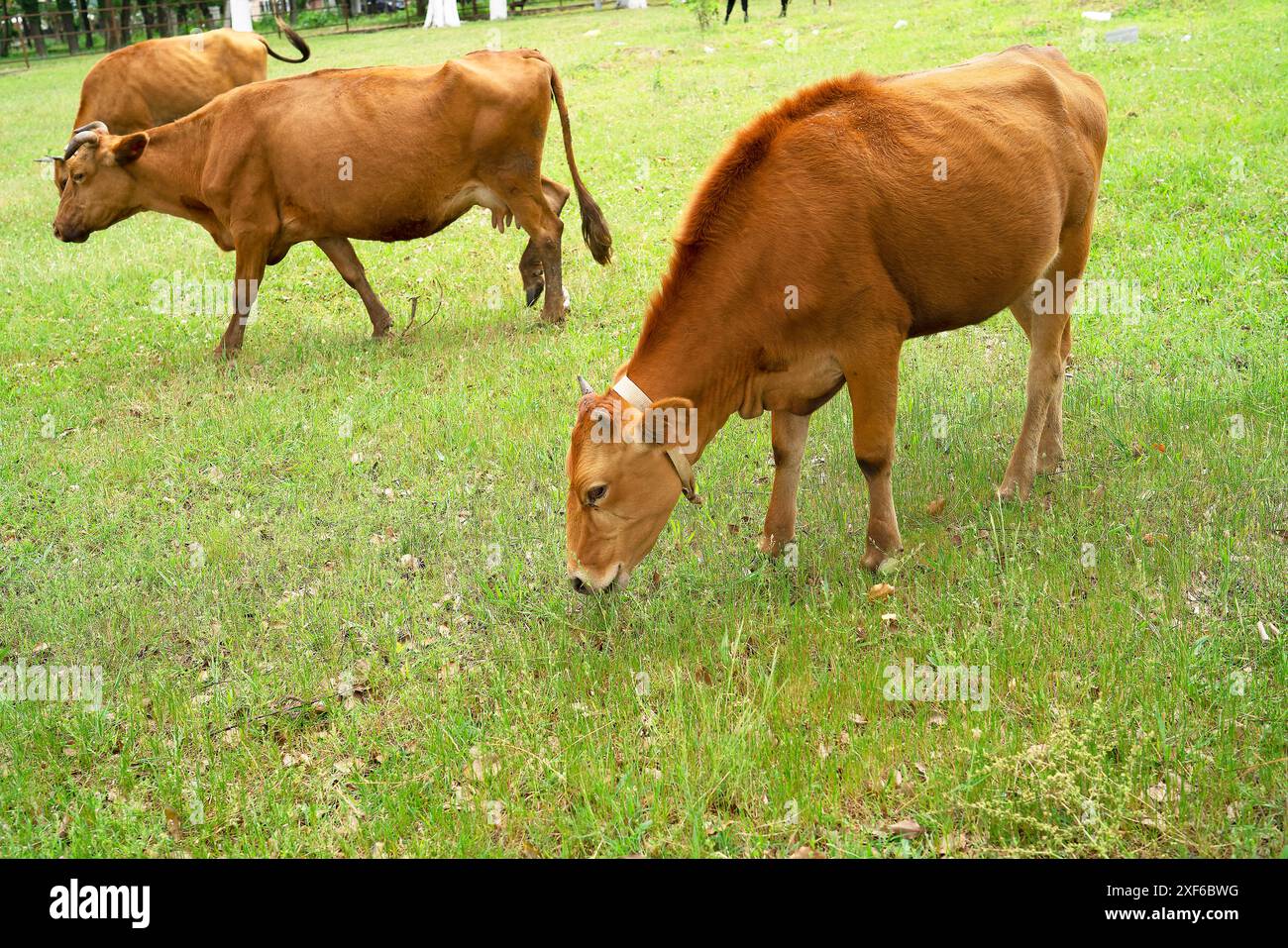 Brown cows with little horns eat grass by nature in Keda city Georgia ...