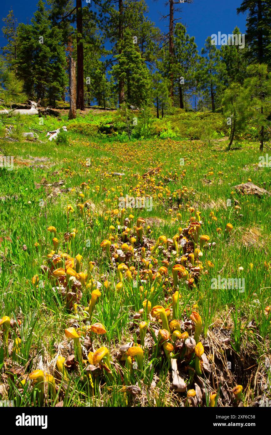 California Pitcher plant (Darlingtonia californica) at Kangaroo Lake ...