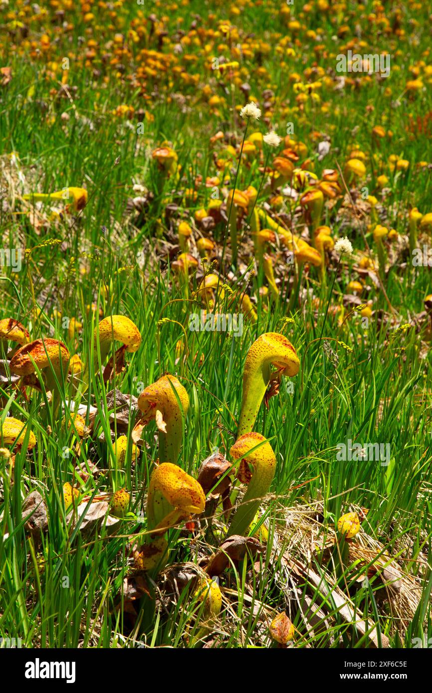 California Pitcher plant (Darlingtonia californica) at Kangaroo Lake ...