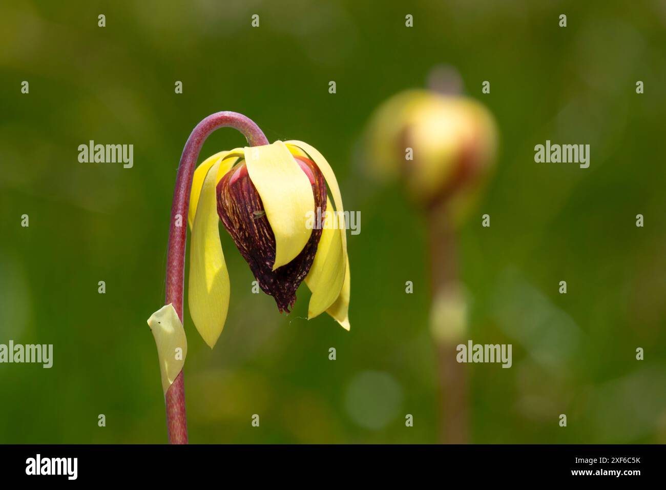 California Pitcher plant (Darlingtonia californica) at Kangaroo Lake ...