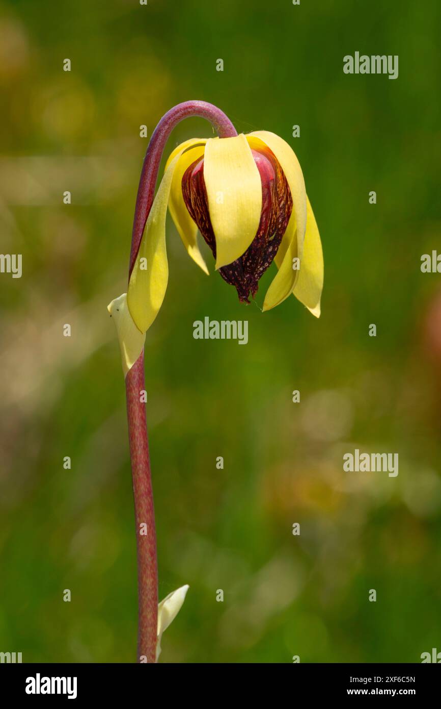 California Pitcher plant (Darlingtonia californica) at Kangaroo Lake ...